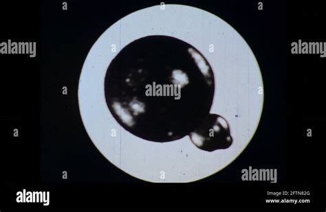 1960s Radioactive Fallout Particles Under A Microscope Stock Video