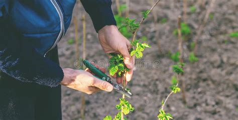 The Gardener Is Pruning Raspberry Bushes In The Garden Selective Focus Stock Image Image Of