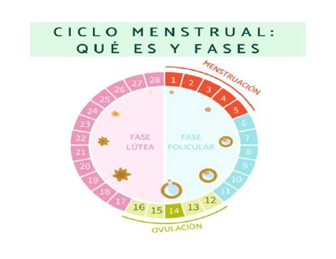 Fases Del Ciclo Menstrual Pdf