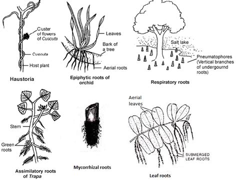 modifications of root