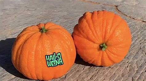 AMFresh推出南瓜形状桔子新品种 Halloweena为万圣节增添气氛 亚洲水果