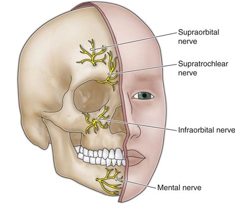 Supraorbital Nerve Distribution