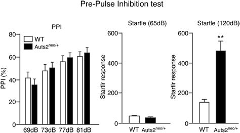 Normal Behaviors Of Auts2 Deficient Mice On Ppi Ppi At Four Download Scientific Diagram
