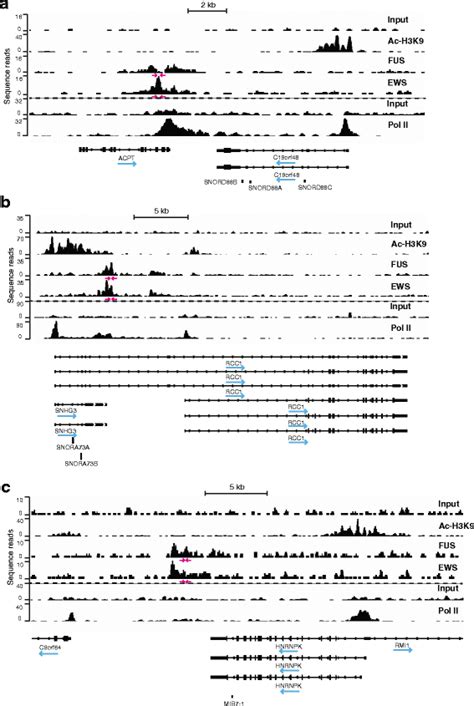 Graphical Illustrations Of Representative ChIP Seq Results ChIP Seq Download Scientific