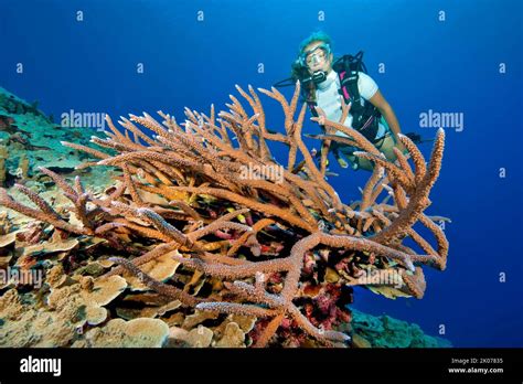 Diver Looking At Large Intact Small Polyp Stony Coral Acropora In Coral Reef Red Sea