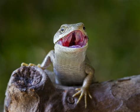 Alligator Lizard Teeth