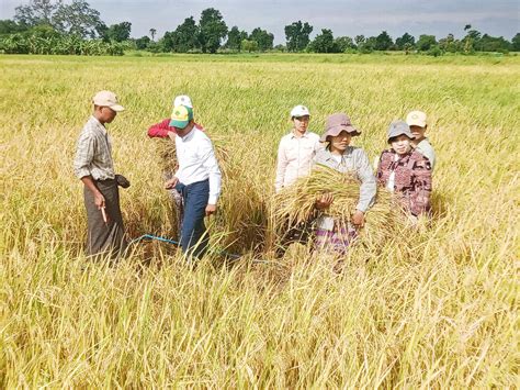 စလင်းမြို့နယ်၌ ၂၀၂၄၊ ၂၀၂၅ ခုနှစ် နွေစပါး ဆာပိုးသာ စံကွက်ရိတ်သိမ်း Information And Public