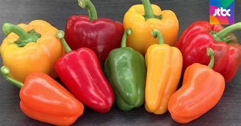 미니 파프리카·망고 수박 농가 살리는 신품종 마법