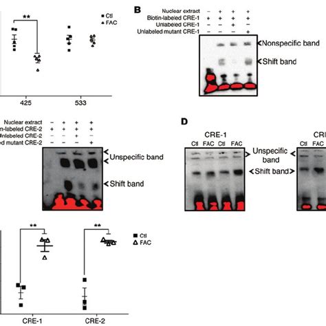 Serum Leptin And Adipocyte Leptin Mrna Levels Decrease With Dietary