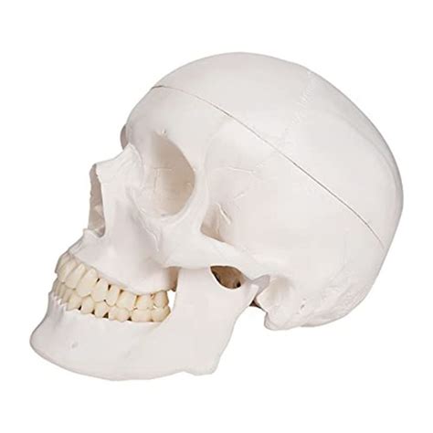 Human Scull Model Life Size Anatomy Anatomical Adult Model With