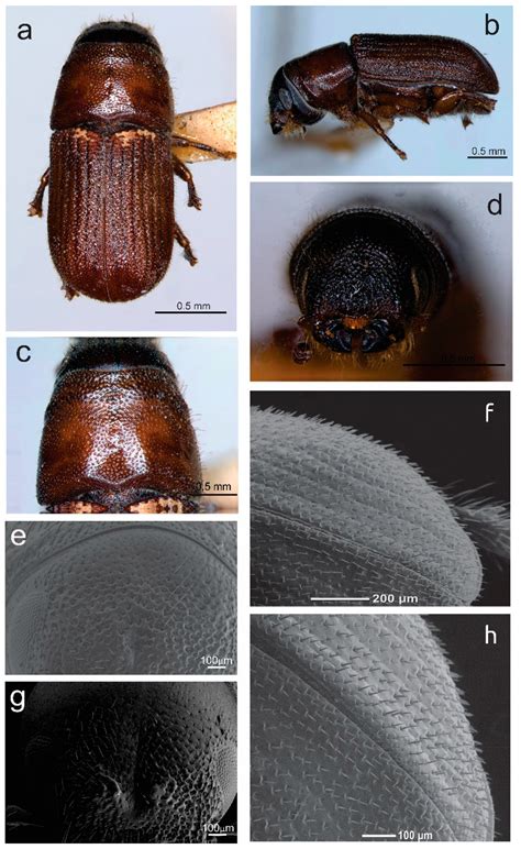 Cryptic Species Discrimination In Western Pine Beetle Dendroctonus