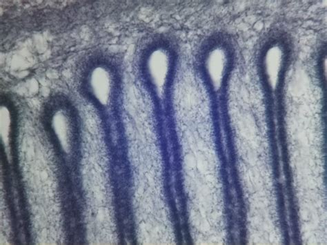 Spotlight Building An Openflexure Microscope