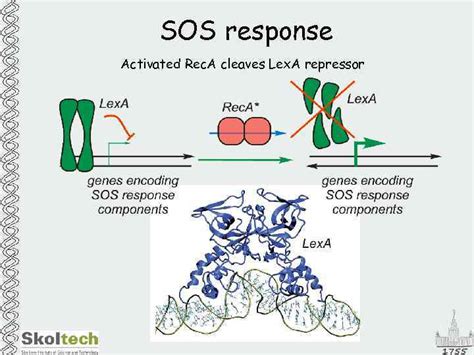 Msu Skol Tech Dna Repair Dna