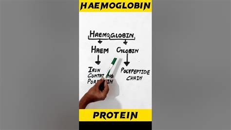 Haemoglobin Haemoglobin Youtubeshorts Haemoglobinshorts Youtube