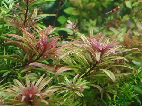 Амбулия королевское аквариумное растение его содержание и размножение