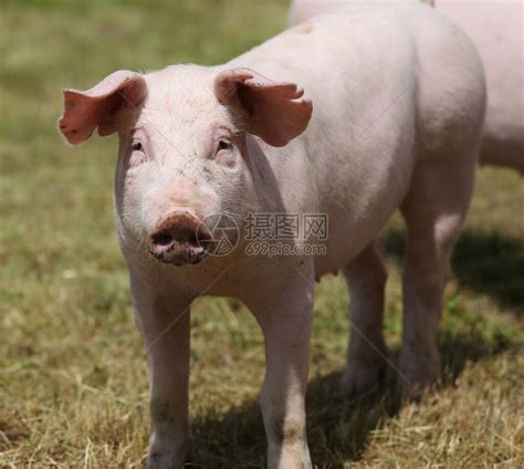 养猪殖和家猪养殖高清图片下载 正版图片506573075 摄图网