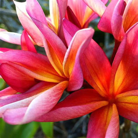 이슈유머 색이 신기할정도로 아름다운 이국적인 꽃들 