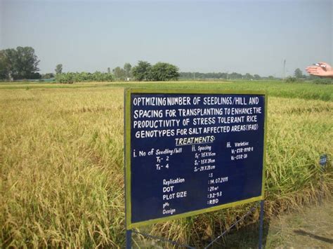 Effect Of Number Of Seedlingshill And Spacing On Grain Yield Of Salt