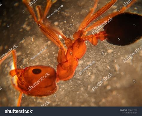 Ant Body