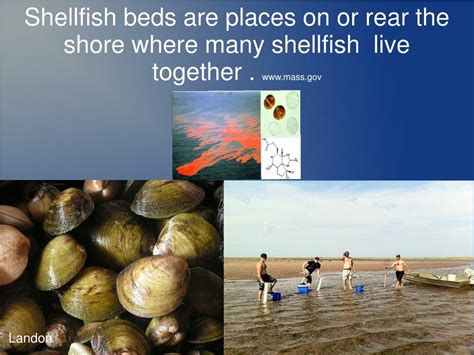 Ppt Maine Needs A Healthy Ocean Powerpoint Presentation Free