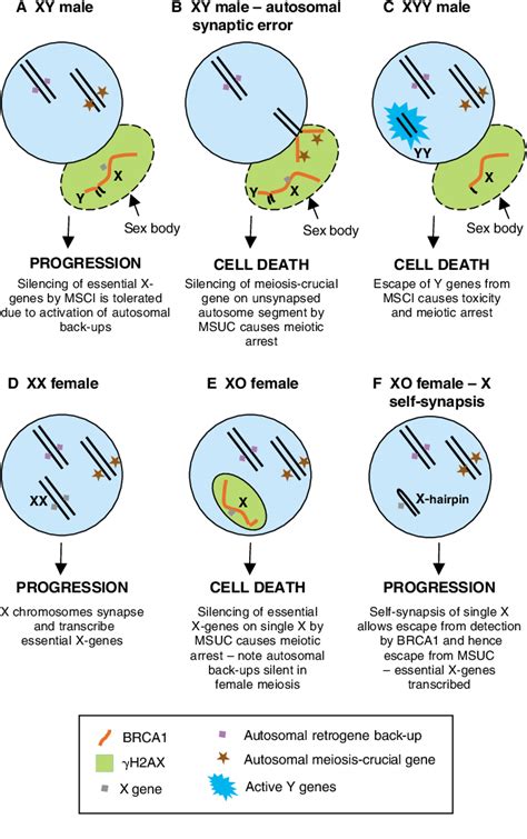 Figure 1 From Sex Chromosome Inactivation Semantic Scholar