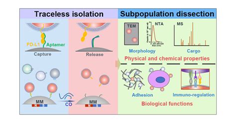 Aptamer Assisted Traceless Isolation Of Pd L1 Positive Small Extracellular Vesicles For