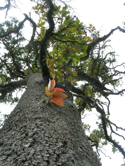 1000 Images About Amazing Trees And Incredible Tree Houses On Pinterest Madagascar Unusual