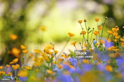 나무의 흐릿한 배경이있는 노란색과 보라색 꽃 화려한 꽃 바탕 화면 엽서 벽지 텍스트에 대한 여유 공간입니다 봄 화창한 날 장엄한 자연 보케 0명에 대한 스톡 사진 및 기타