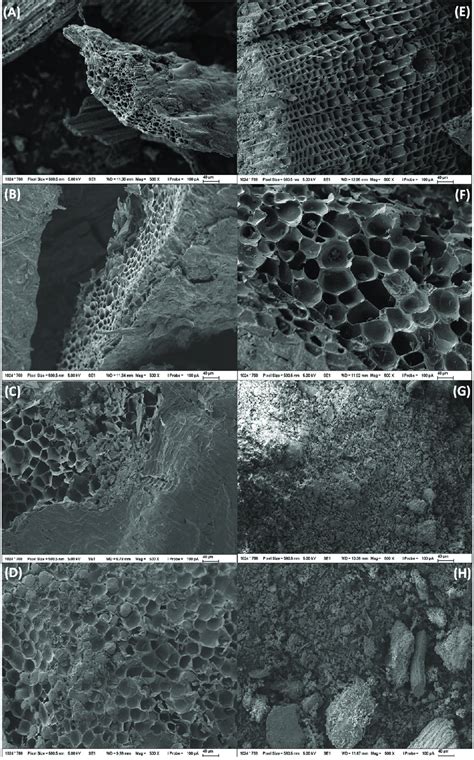 Sem Visualization Of Individual Biochar Sample Internal Porous Download Scientific Diagram