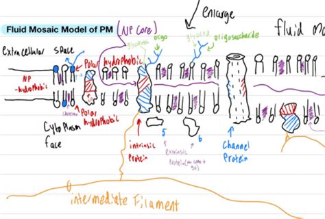 Plasma Membrane And Fluidity Flashcards Quizlet