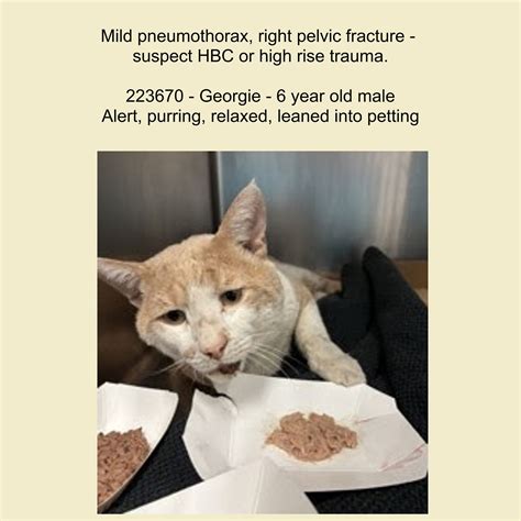 Nyc Urgent Cats Acc Nyc Manhattan Center 223670 Georgie 6 Year