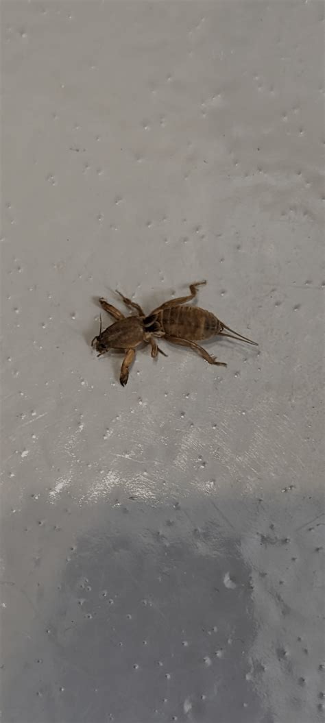 What Spidey And Other Random Bug Are These R Whatsthisbug