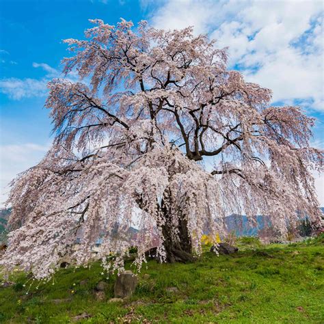 Japanese Weeping Cherry Tree Pond