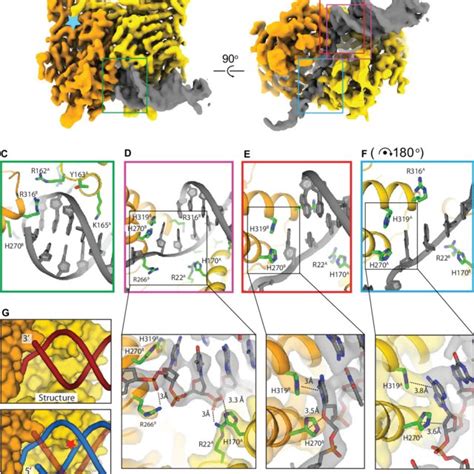Cryo Em Data Collection Refinement And Validation Statistics Download Scientific Diagram