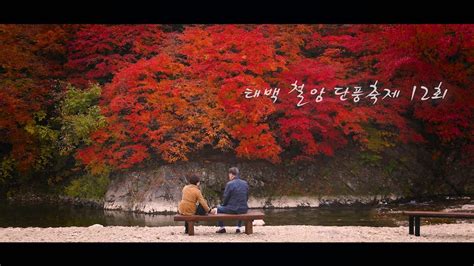 태백 철암단풍축제 철암단풍군락지 4k Cinematic Sony 안성훈 잠깐이라도 Youtube