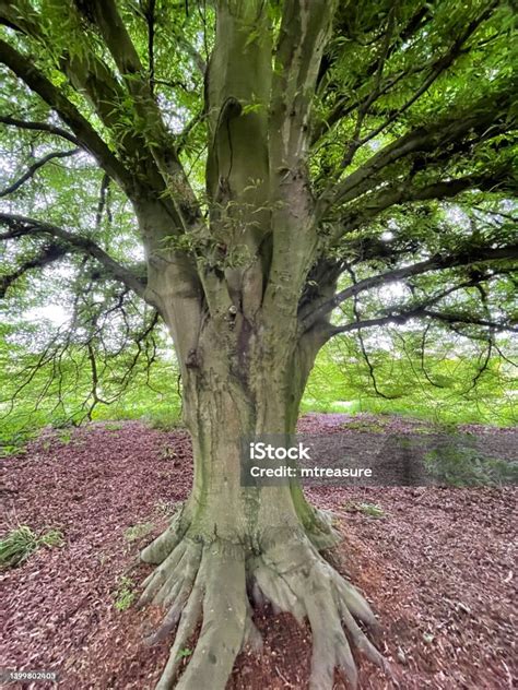 고사리 잎 너도밤 나무 줄기와 녹색 이끼와 이끼로 덮인 잎 줄기 및 뿌리가 잘린 크라운의 클로즈업 이미지 전경에 초점을 맞 춥니