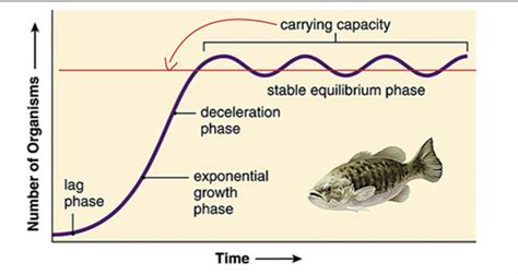 35 Population Size And Ecosystems Flashcards Quizlet
