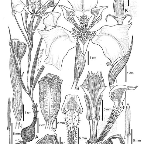 Cypella Opalina A Habit B Flower C Flower With Perigone Removed Download Scientific