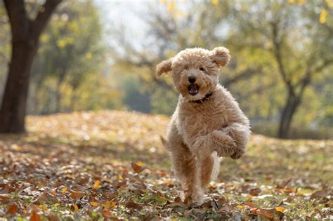 11 Beautiful Mini Goldendoodle Colors With Pictures Hepper Pet