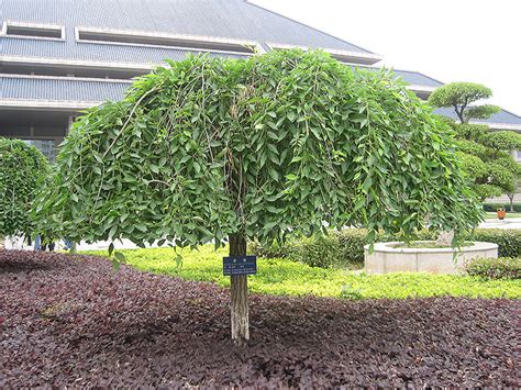 Weeping Siberian Elm Ulmus Pumila Pendula In Frankfort Chicago St