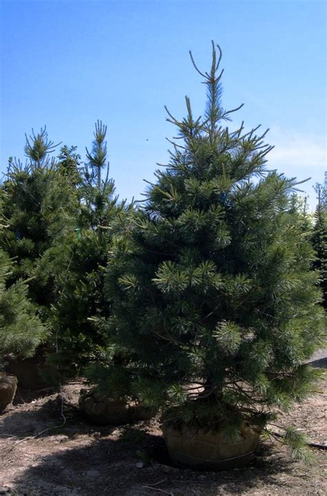 Vanderwolfs Pyramid Pine Clearview Nursery Vanderwolfs Pyramid Pine
