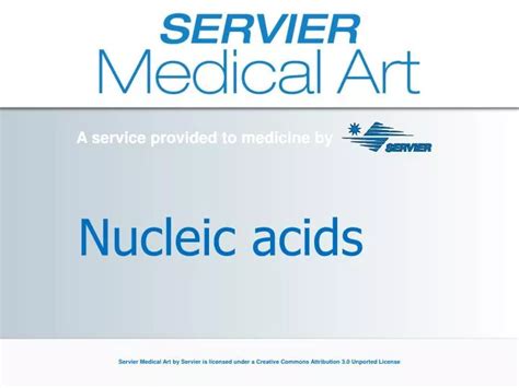 PPT Nucleic Acids PowerPoint Presentation Free Download ID 3091273