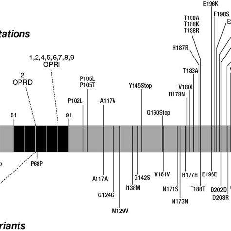 Pathogenic Mutations And Polymorphisms In The Human Prion Protein The