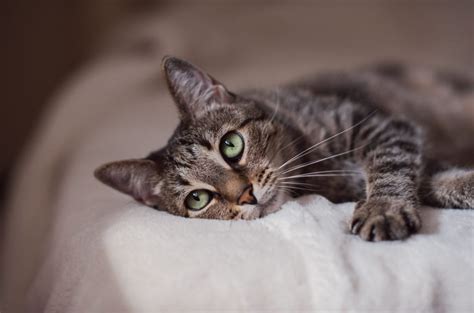 Warning Signs Your Cat Is Crying For Help