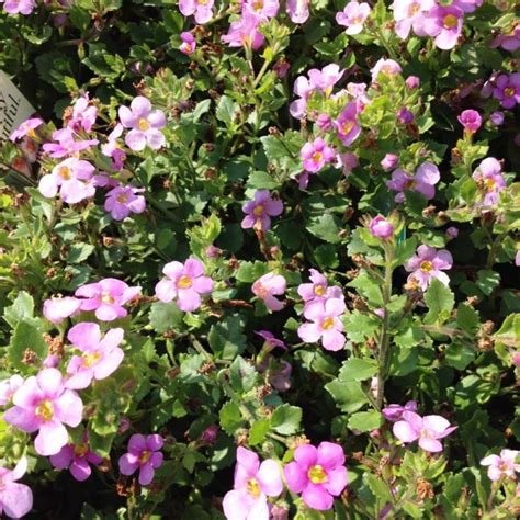 Bacopa Scopia Great Pink Plants For Spaces