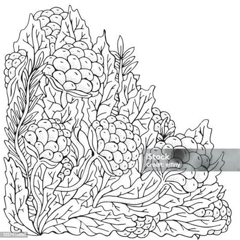 낙서 스타일의 다른 꽃 열매와 잎색칠 공부 페이지 흑백 벡터 일러스트레이션 낙서 손으로 그린 라인 아트 안티 스트레스 검은색에 대한 스톡 벡터 아트 및 기타 이미지 Istock