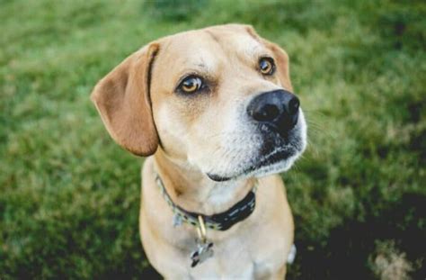 What Does A Black Lab Pitbull Mix Look Like