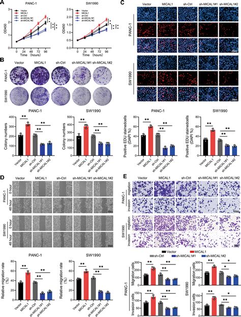 Mical1 Promoted Pc Cell Proliferation Invasion And Metastasis In