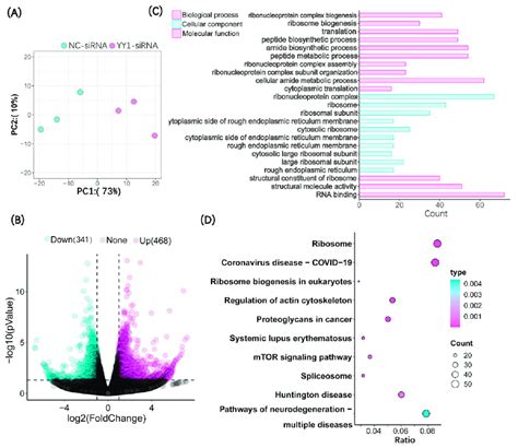 Transcriptome Analysis Of The 4 Cell Stage Control And Yy1 Knockdown