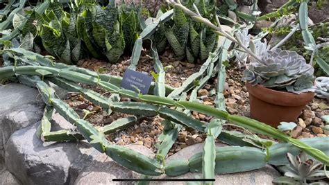 Cissus Quadrangularis How To Care For The Strange And Beautiful Cucumber Cactus A Natural
